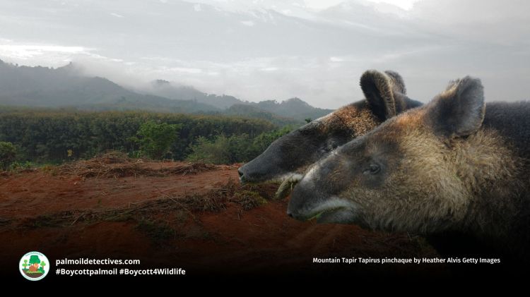 Mountain tapir facts, habitat and range in the Andes - Palm Oil Detectives