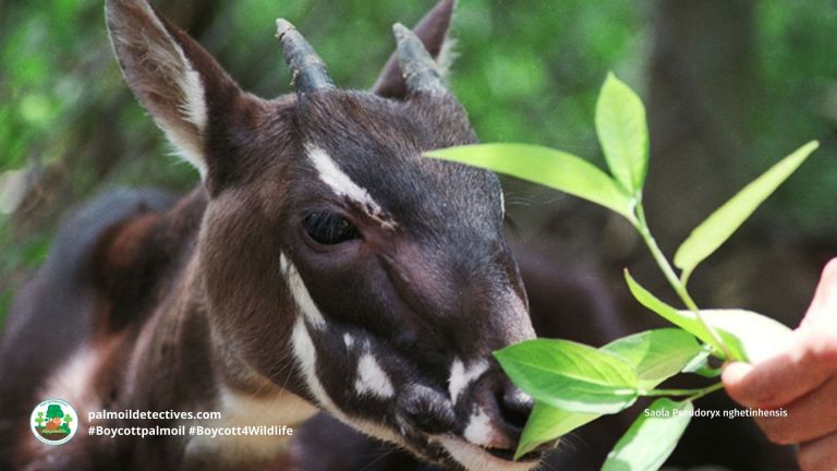 Saola Pseudoryx nghetinhensis – Palm Oil Detectives