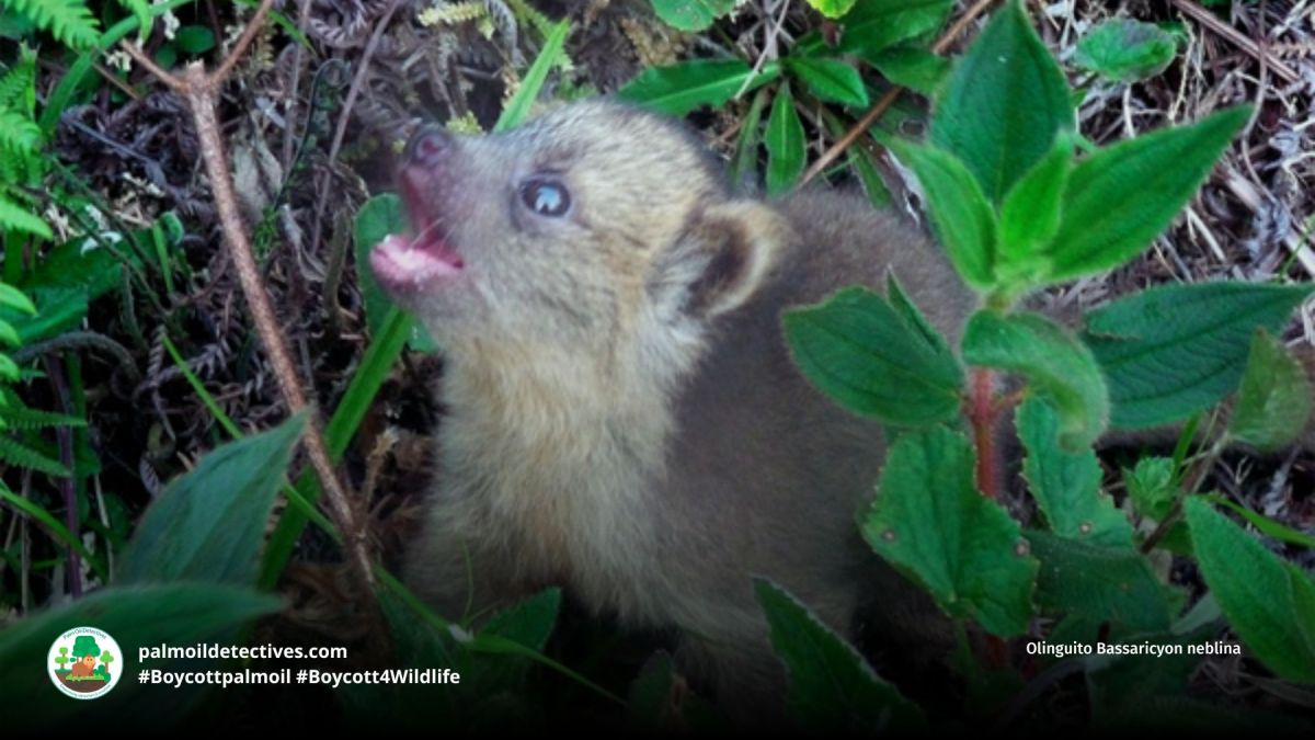 Olinguito Bassaricyon neblina – Palm Oil Detectives