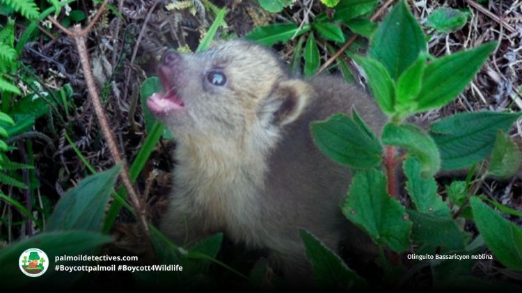 Olinguito: adorable button-nosed bear of the cloud forests