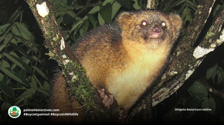 Olinguito: adorable button-nosed bear of the cloud forests