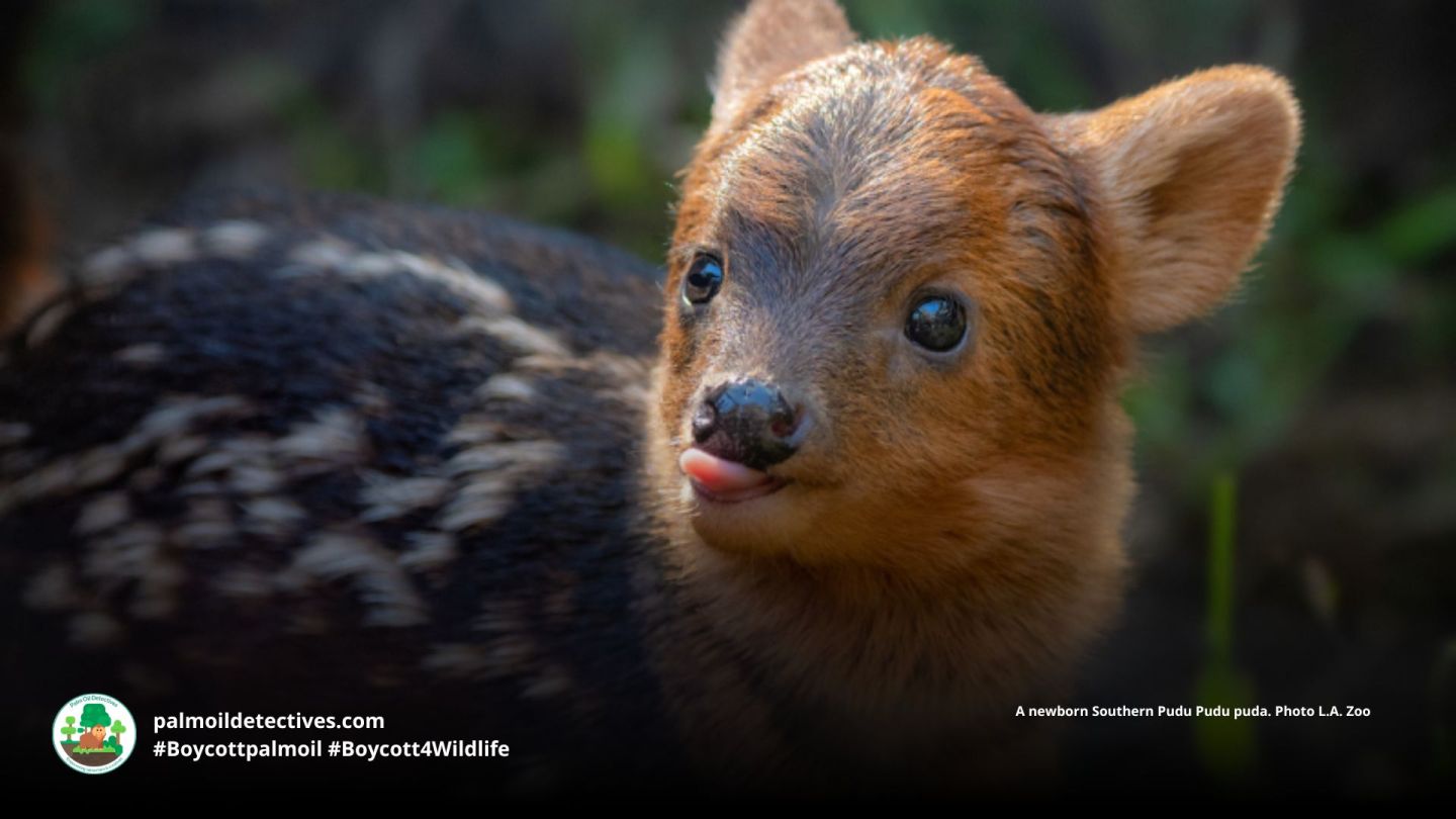 Species Endangered by Palm Oil Deforestation – Palm Oil Detectives